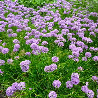 Allium 'Millenium' | Ornamental Onions – Gardeners Dream
