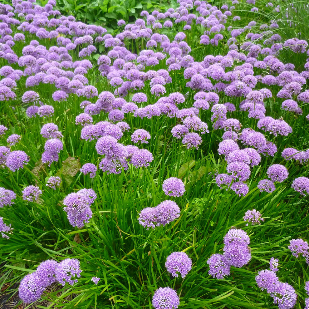Allium 'Millenium' | Ornamental Onions – Gardeners Dream