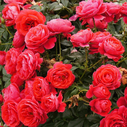 Rosa 'Cherry Girl' | Bush Rose – Gardeners Dream