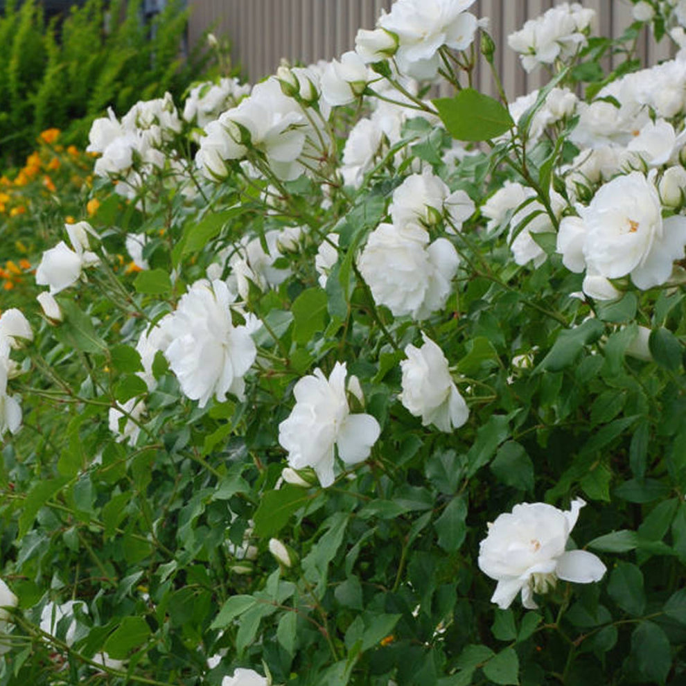 Rosa 'Iceberg' | Bush Rose – Gardeners Dream