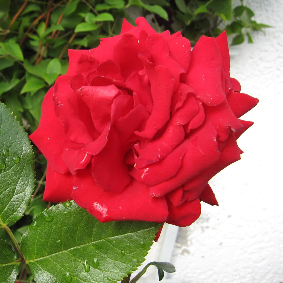 Rosa 'Ingrid Bergman' | Bush Rose – Gardeners Dream
