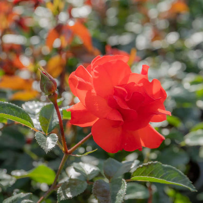 Rosa 'Precious Love' | Bush Rose – Gardeners Dream