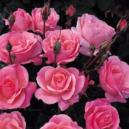 Rosa 'Queen Elizabeth' | Bush Rose – Gardeners Dream