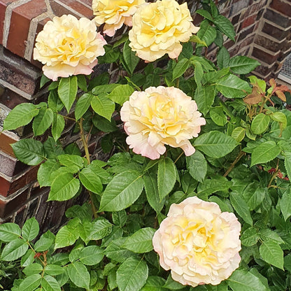 Rosa 'Sunny Sky' | Bush Rose – Gardeners Dream