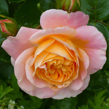 Rosa 'The Wren' | Bush Rose – Gardeners Dream