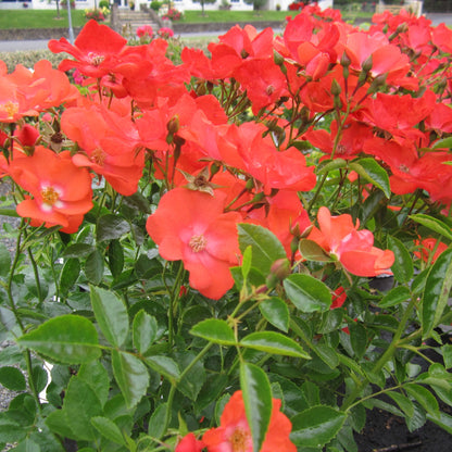 Rosa 'Sunset Flower' | Carpet Rose – Gardeners Dream