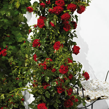 Rosa 'Courtyard Carimbo' | Climbing Rose – Gardeners Dream