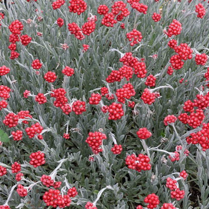 Helichrysum 'Red Jewel' | Strawflower – Gardeners Dream