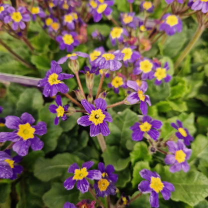 Primula 'Oakleaf Blue' | Oakleaf Primrose – Gardeners Dream