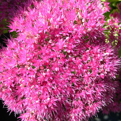 Sedum 'Superstar' | Stonecrop – Gardeners Dream
