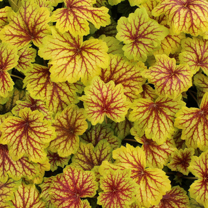 Heuchera 'Red Lightning' | Coral Bells – Gardeners Dream