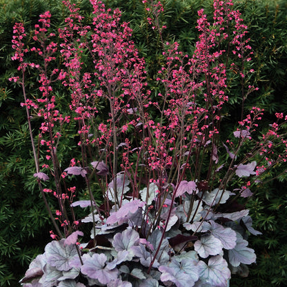 Heuchera 'Silver Gumdrop' | Coral Bells – Gardeners Dream