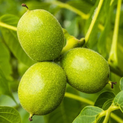Juglans regia | Walnut Tree – Gardeners Dream