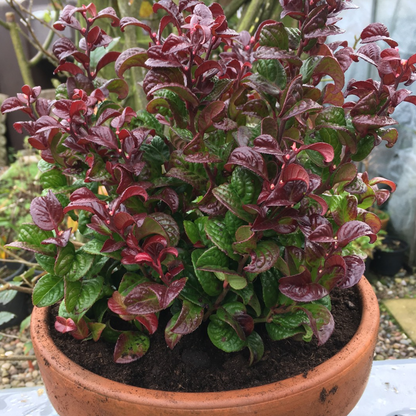 Leucothoe 'Curly Red' | Dog Hobble – Gardeners Dream