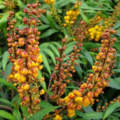 Mahonia 'Volcano' | Oregon Grape – Gardeners Dream