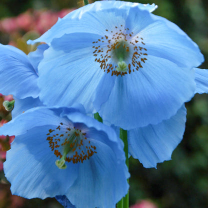 Meconopsis 'Blue' | Himalayan Blue Poppy – Gardeners Dream