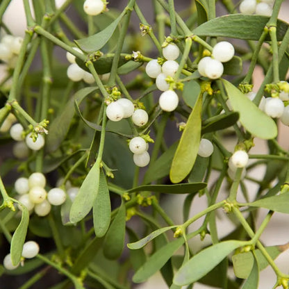 Mistletoe Bundle | Christmas Decoration – Gardeners Dream