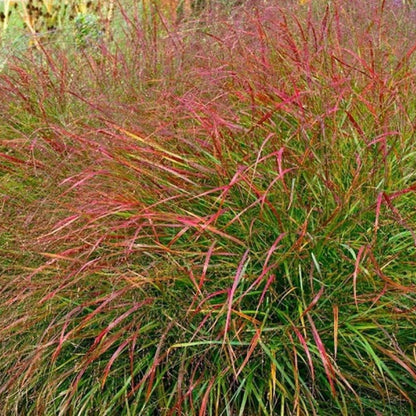 Panicum 'Shenandoah' | Switchgrass – Gardeners Dream