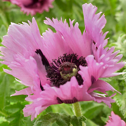 Papaver 'Pink Perfection' | Oriental Poppy – Gardeners Dream