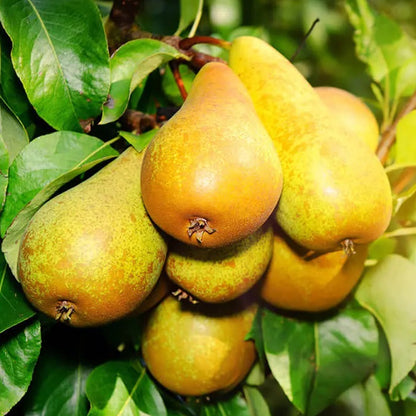 Pear 'Williams' | Pear Tree – Gardeners Dream