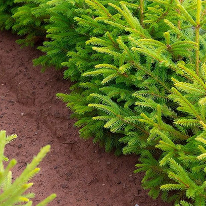 Norway Spruce Bare Root Hedge | Norway Spruce – Gardeners Dream