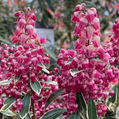Pieris 'Passion' | Lily of the Valley – Gardeners Dream