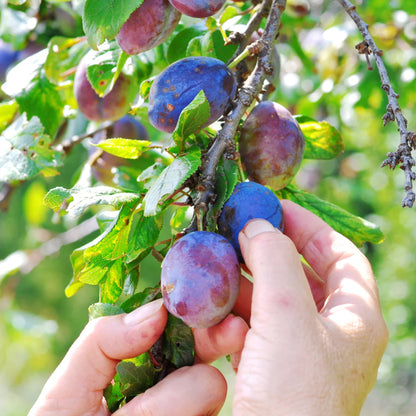 Plum 'Opal' | Plum Tree – Gardeners Dream