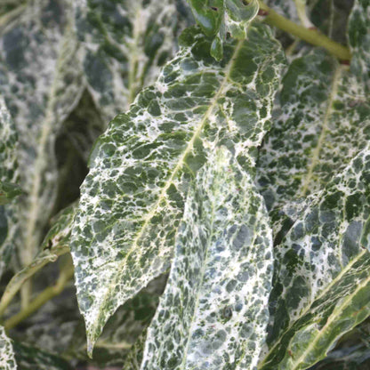 Prunus 'Marbled White' | Cherry Laurel – Gardeners Dream