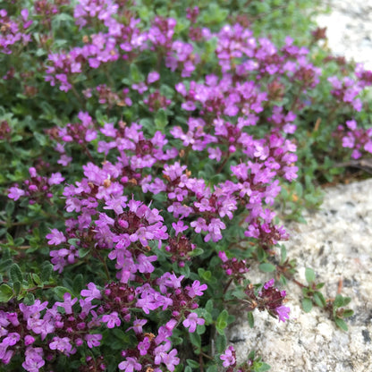 Thyme 'Doone Valley' | Lemon Thyme – Gardeners Dream