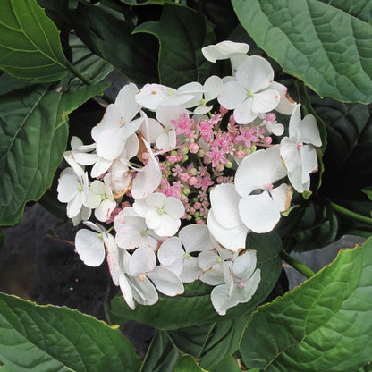 Hydrangea 'Teller White' | Mophead Hydrangea – Gardeners Dream