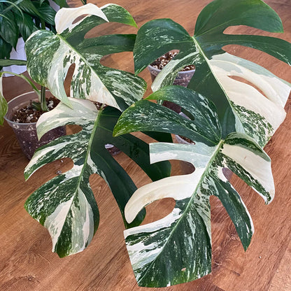 Variegated Monstera deliciosa | Variegated Swiss Cheese Plant ...