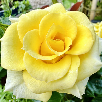 Rosa 'Gold Flower Power' | Patio Rose – Gardeners Dream