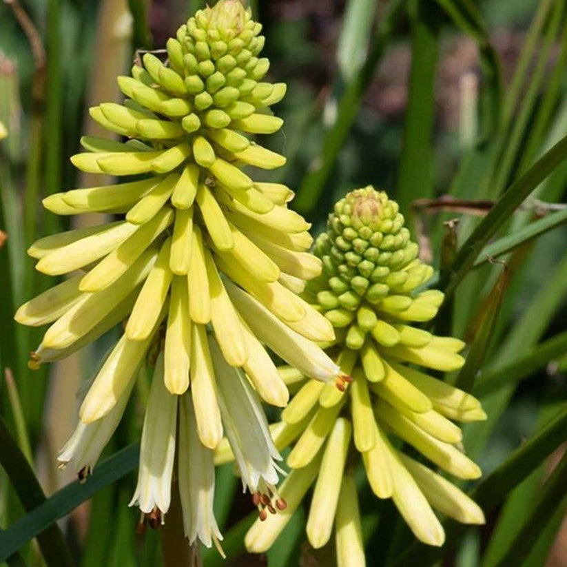 Kniphofia 'Poco Citron' | Red Hot Poker – Gardeners Dream