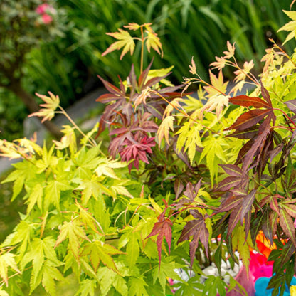 Acer 'Tricolour' | Japanese Maple Tree – Gardeners Dream