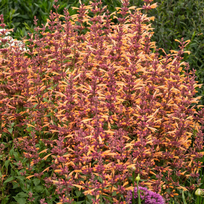 Agastache 'Mango Tango' | Giant Hyssop – Gardeners Dream