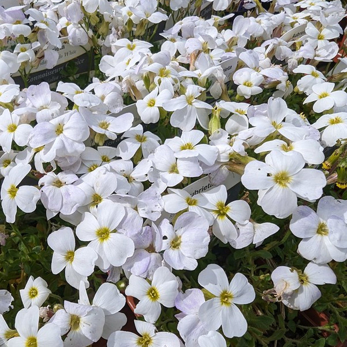 Aubrieta Cascade Garden Mix | Rock Cress – Gardeners Dream