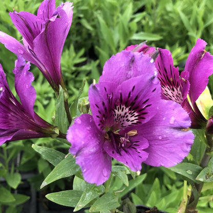 Alstroemeria 'Indigo' | Peruvian Lily – Gardeners Dream