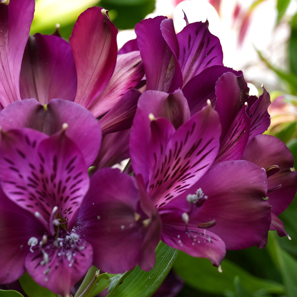 Alstroemeria 'Paraiso' | Peruvian Lily – Gardeners Dream