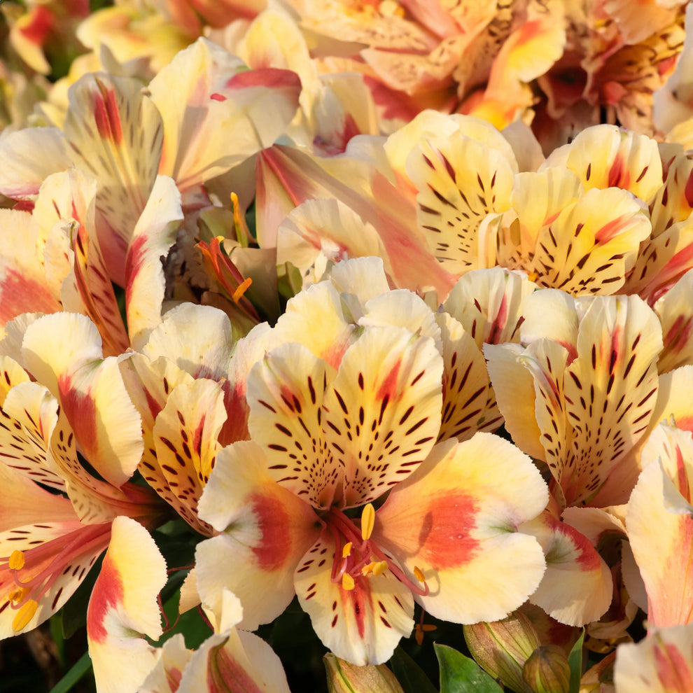 Alstroemeria 'Sunset' | Peruvian Lily – Gardeners Dream