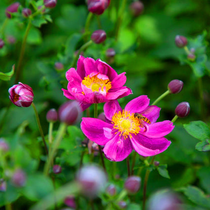 Anemone 'Fantasy Ariel' | Windflower – Gardeners Dream