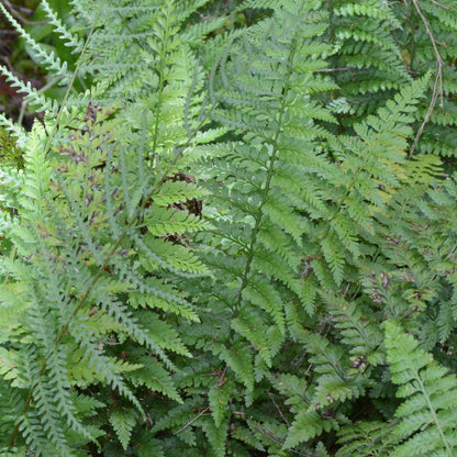 Asplenium bulbiferum | Mother Spleenwort – Gardeners Dream
