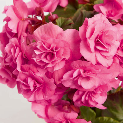 Begonia 'Pink Double', Begonia | Free UK Delivery over £50 – Gardeners ...