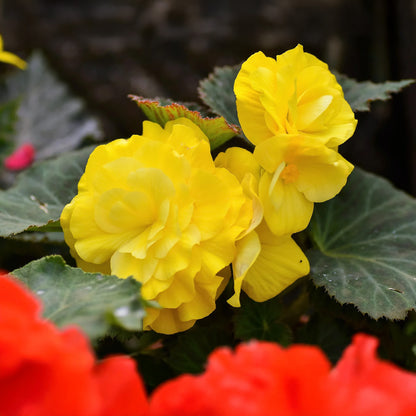 Begonia 'Yellow Double', Begonia | Free UK Delivery over £50 ...
