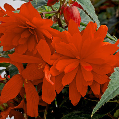 Begonia 'Orange Cascade', Begonia | Free UK Delivery over £50 ...