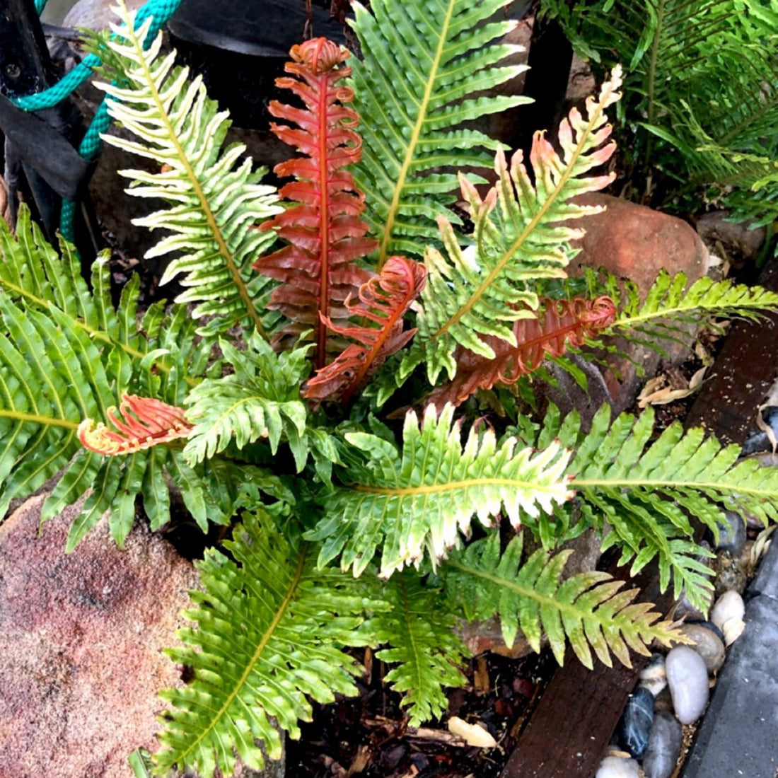 Blechnum 'Volcano' | Brazilian Tree Fern – Gardeners Dream