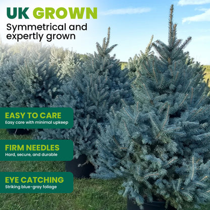 Blue Spruce Pot Grown Christmas Tree | Picea pungens – Gardeners Dream