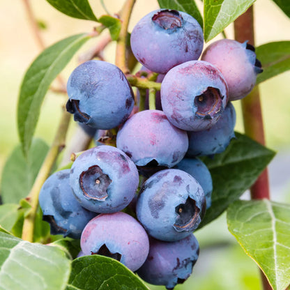 Blueberry 'Blue Jay' | Blueberry – Gardeners Dream