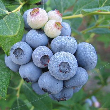 Blueberry 'Elizabeth' | Blueberry – Gardeners Dream