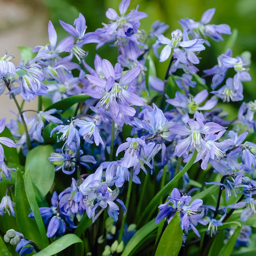Blue & White Border Mix | Mixed Varieties – Gardeners Dream