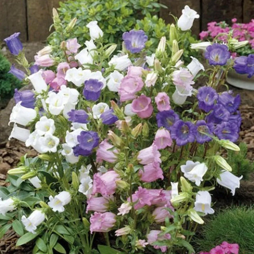 Campanula Mix | Bellflower – Gardeners Dream
